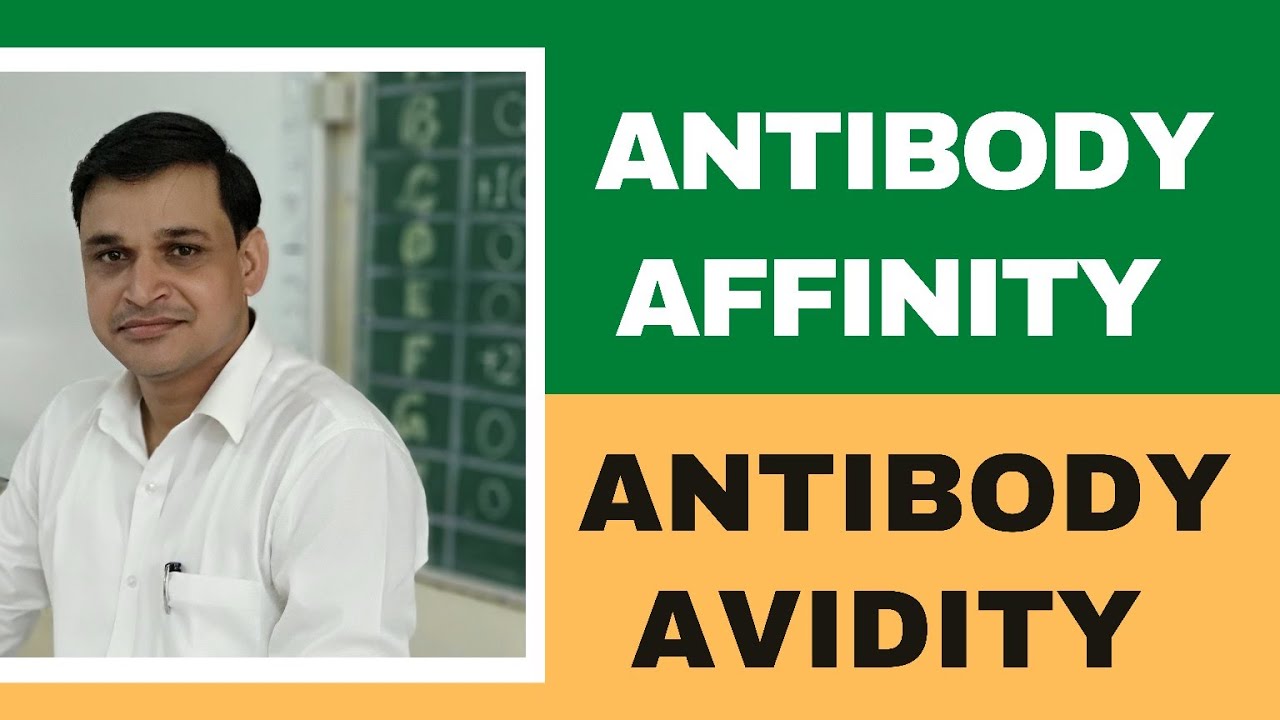 What is antibody avidity and antibody affinity. - YouTube