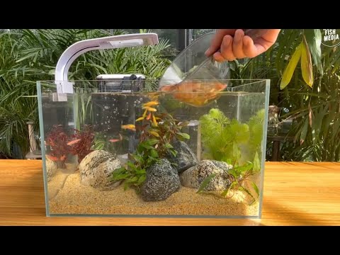 How to Setting Up a Beautiful Aquarium: Step-by-Step Guide for ...