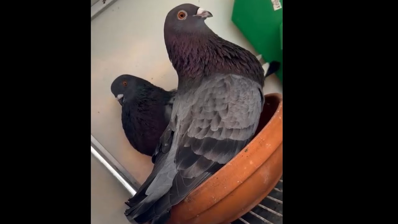 Captura #7 del PICHON “”ALI-BLANCO”” Zenisa del barrio con un buen ...