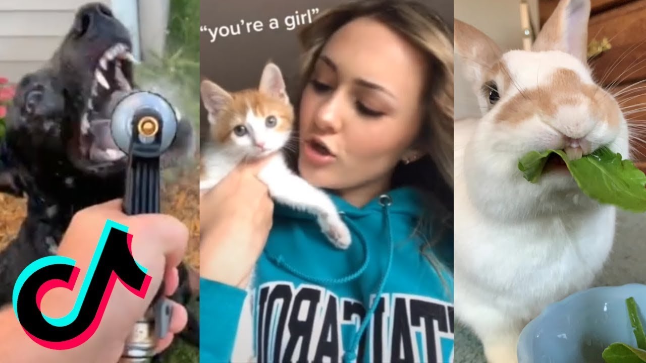 Tik Tok Cats Funny And Cute Cats Video Compilation 2019 14 Youtube