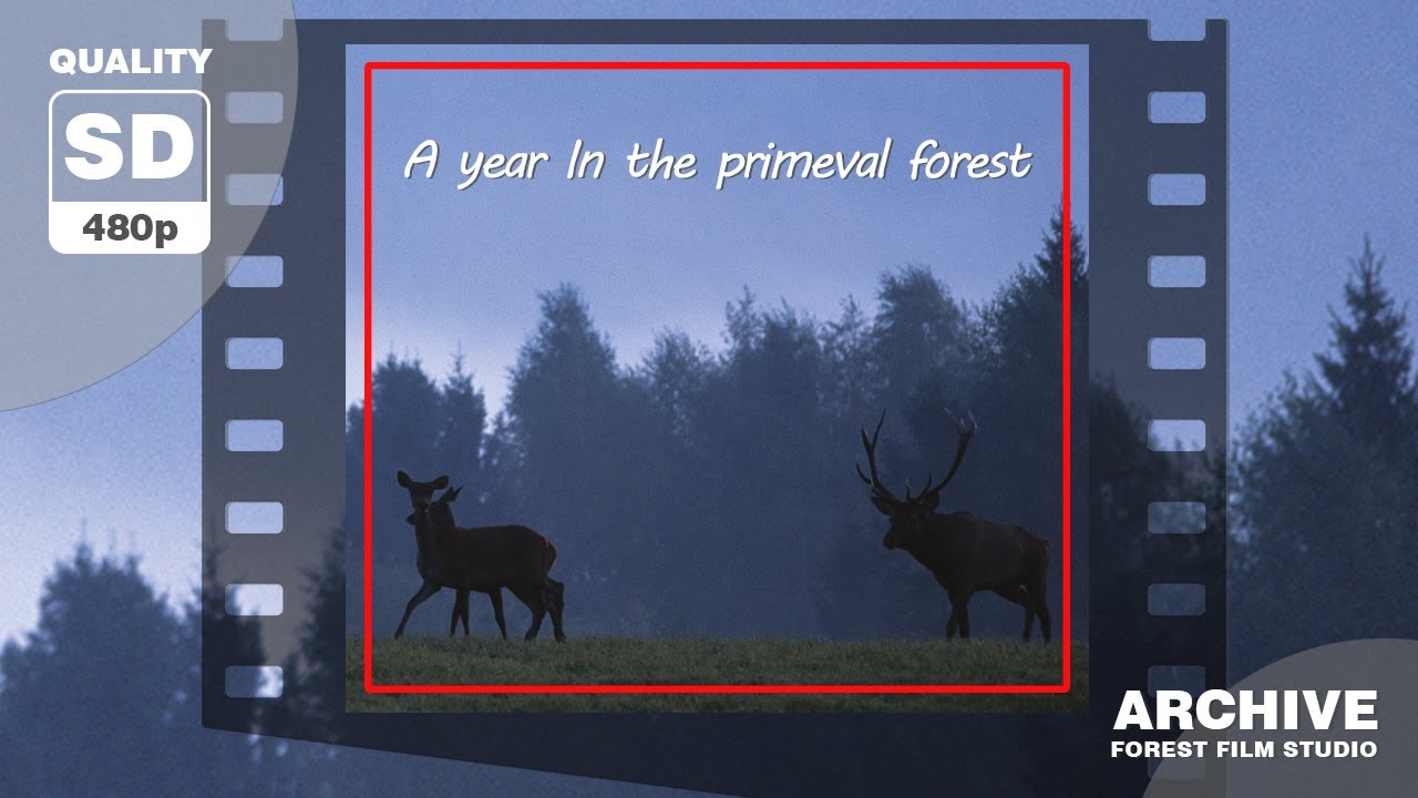 A YEAR IN THE PRIMEVAL FOREST - YouTube