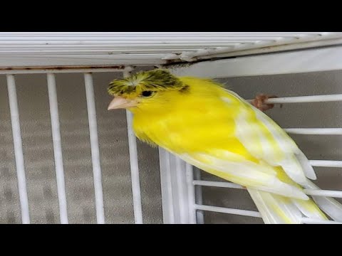 Canary bird singing video - YouTube