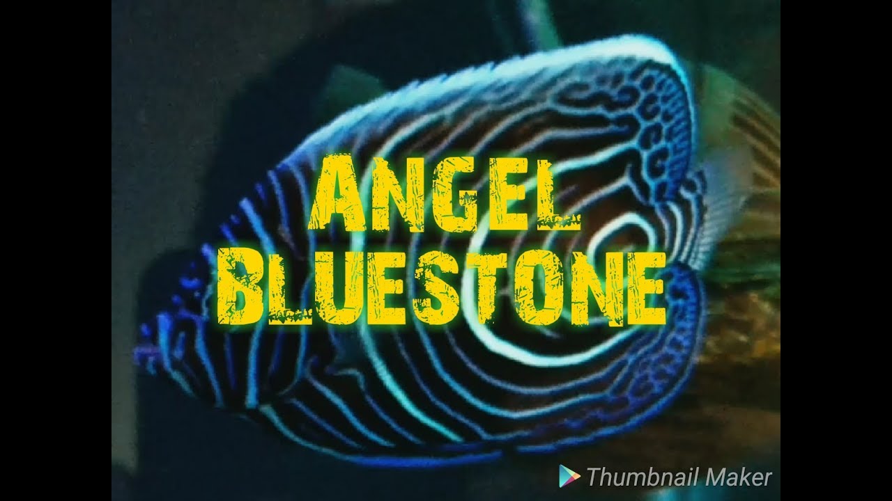 Memelihara Ikan Angel Bluestone atau Keeping Emperor Angelfish ...