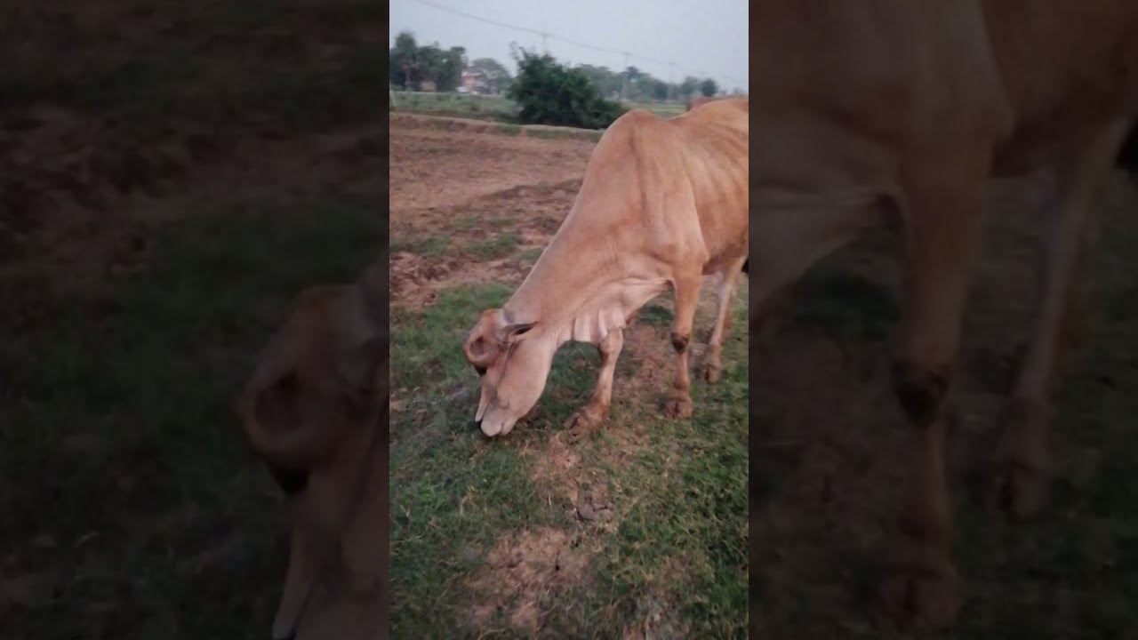 What a strange cow!/ this cow is so ................./ animals life ...