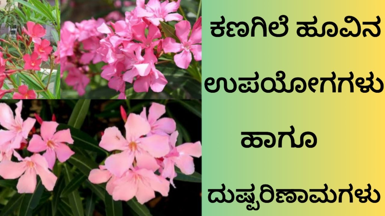 Benefits of Kanagale | oleander | Karavira | ಕಣಗಿಲೆ ಉಪಯೋಗಗಳು ಹಾಗೂ ...