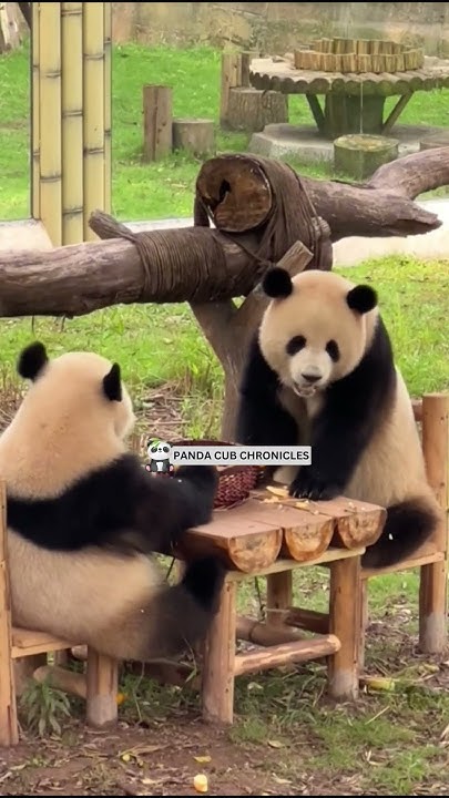 Panda Fails Compilation #2 The Most Hilarious & Clumsy Pandas #cuteanimals #funny #viralvideo ...