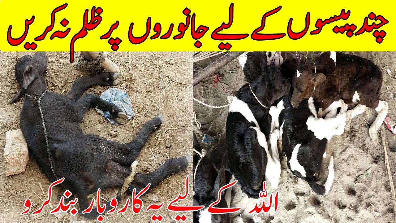 Buffalo Baby Katta Sale In Pakistan Multan Cow Mandi | SS Tv | - YouTube