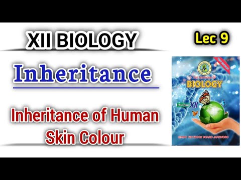 Inheritance of Human Skin Colour lec 9 class 12 biology - YouTube