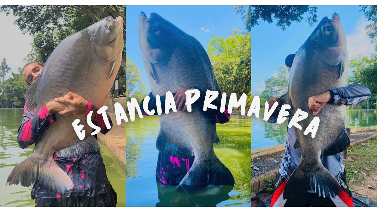31KG DE BRANCÃO E VÁRIOS PEIXES NO ESTÂNCIA PRIMAVEIRA RIO PRETO - YouTube