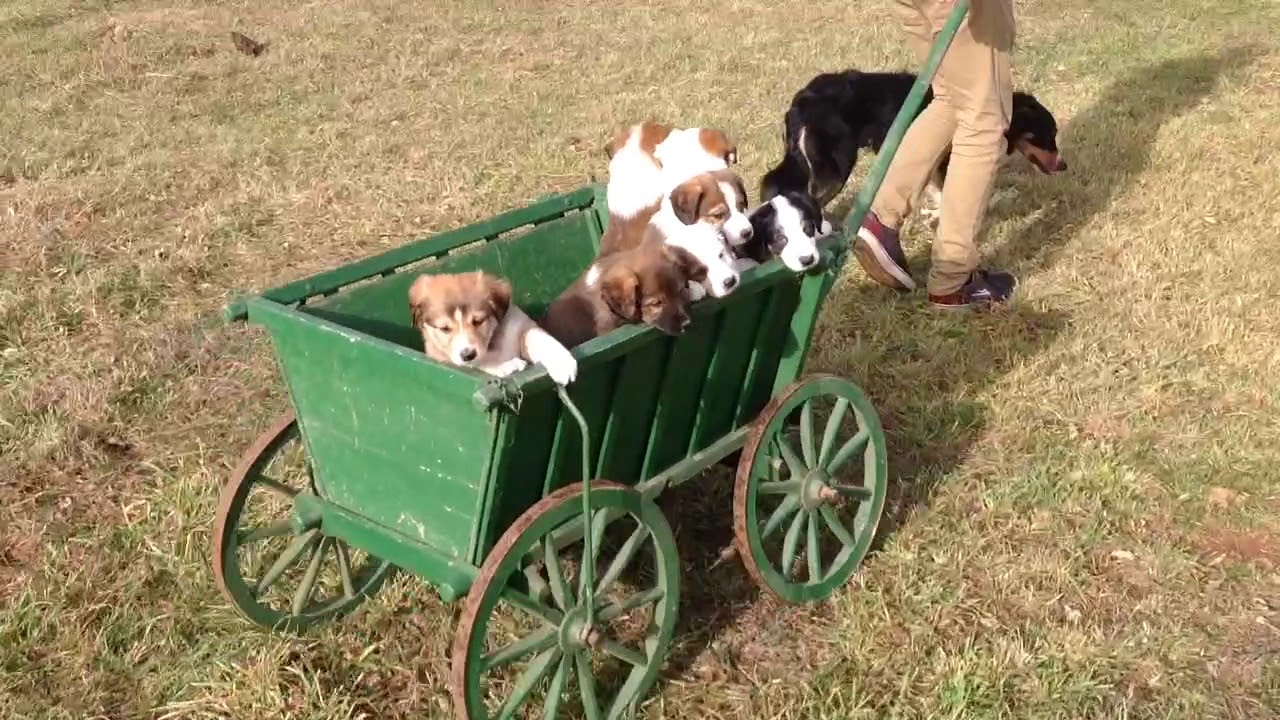Boreland English Shepherds - Cart Ride - YouTube