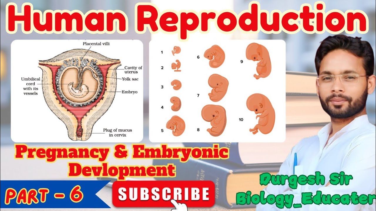 HUMAN REPRODUCTION | PREGNANCY | EMBRYONIC DEVELOPMENT | PART-6 - YouTube