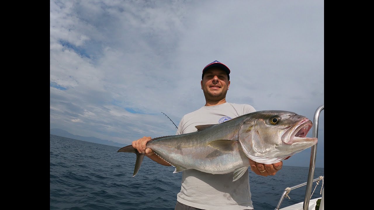 Ricciola 6,5 kg Traina col vivo con aguglia - YouTube