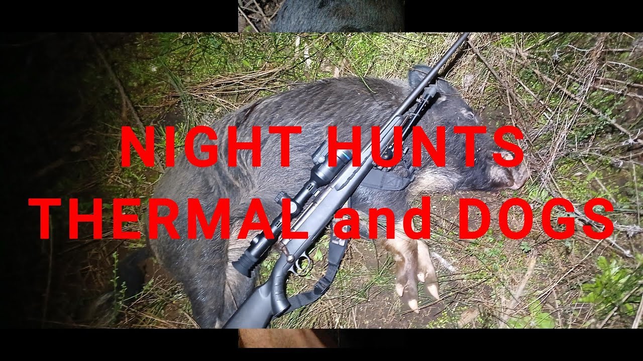 NIGHT HUNTS DOGS AND THERMAL - YouTube