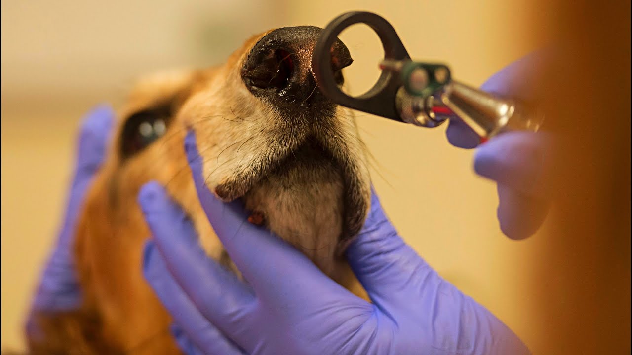 The Scary Reality of Untreated Dog Rhinitis - YouTube