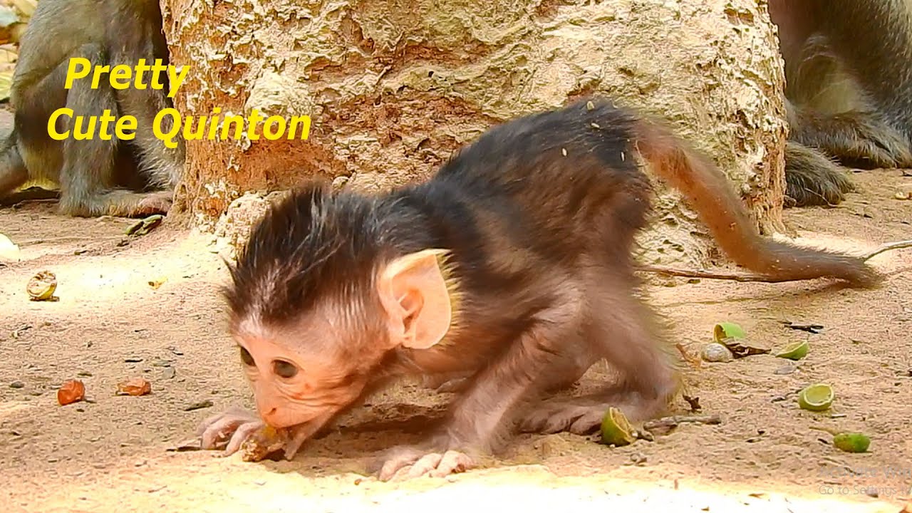 Pretty cute baby Quinton plays so happy, lovely Quinton walks & learns ...