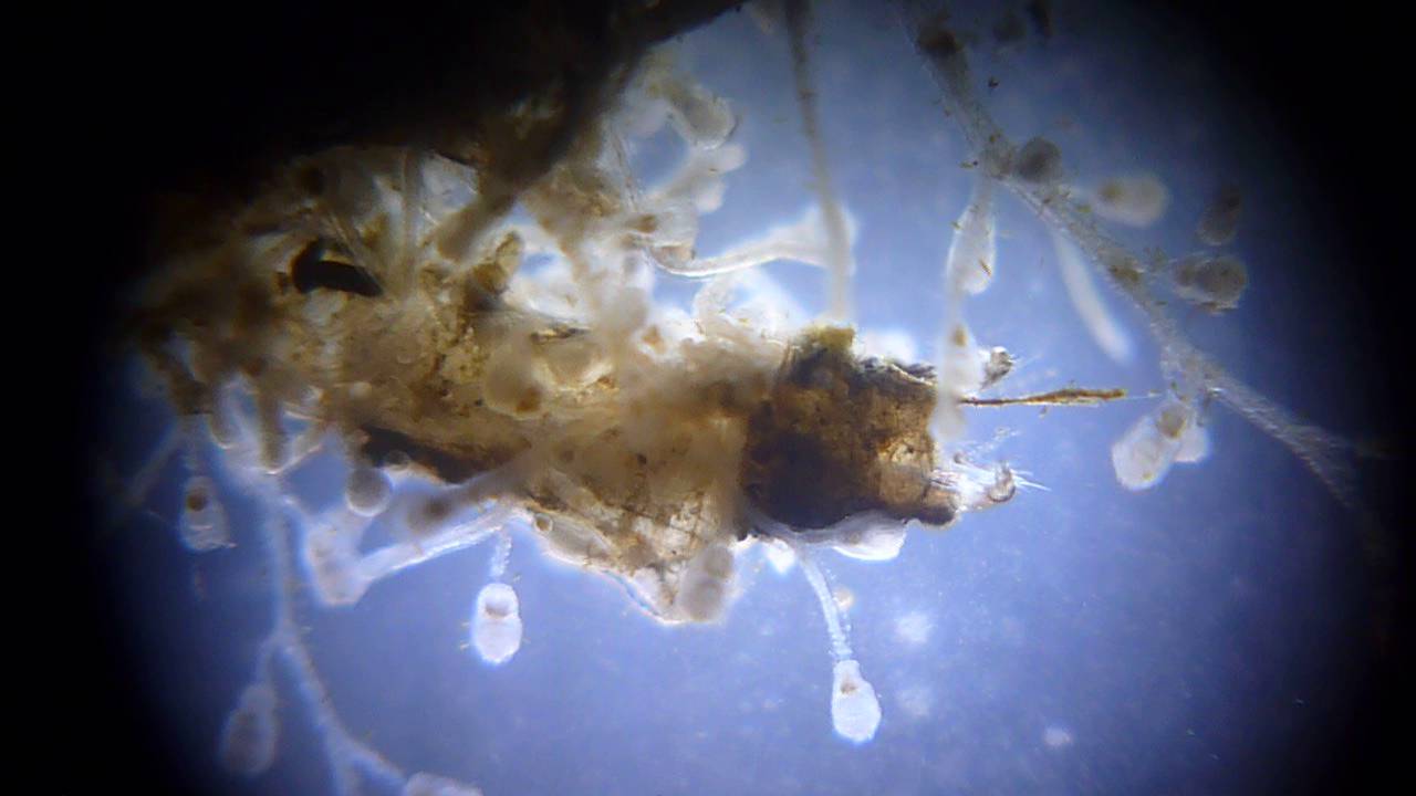 Amphipod tube home - YouTube
