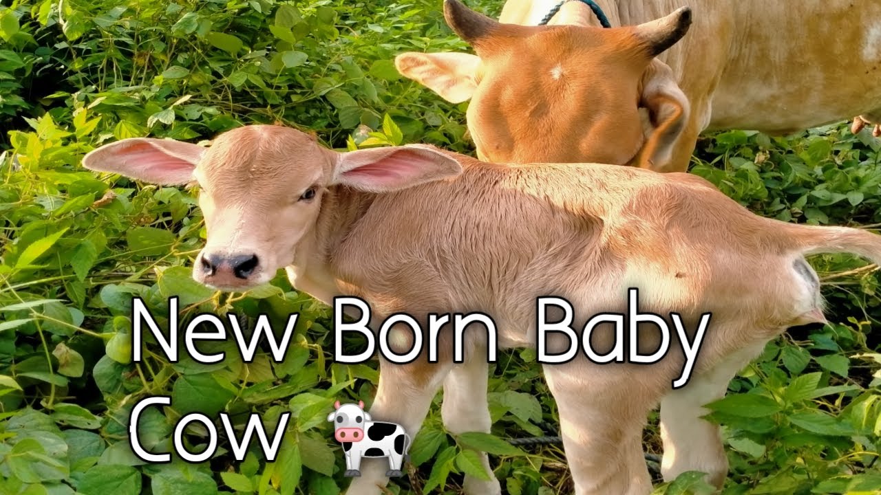 New born baby cow 🐄 - YouTube