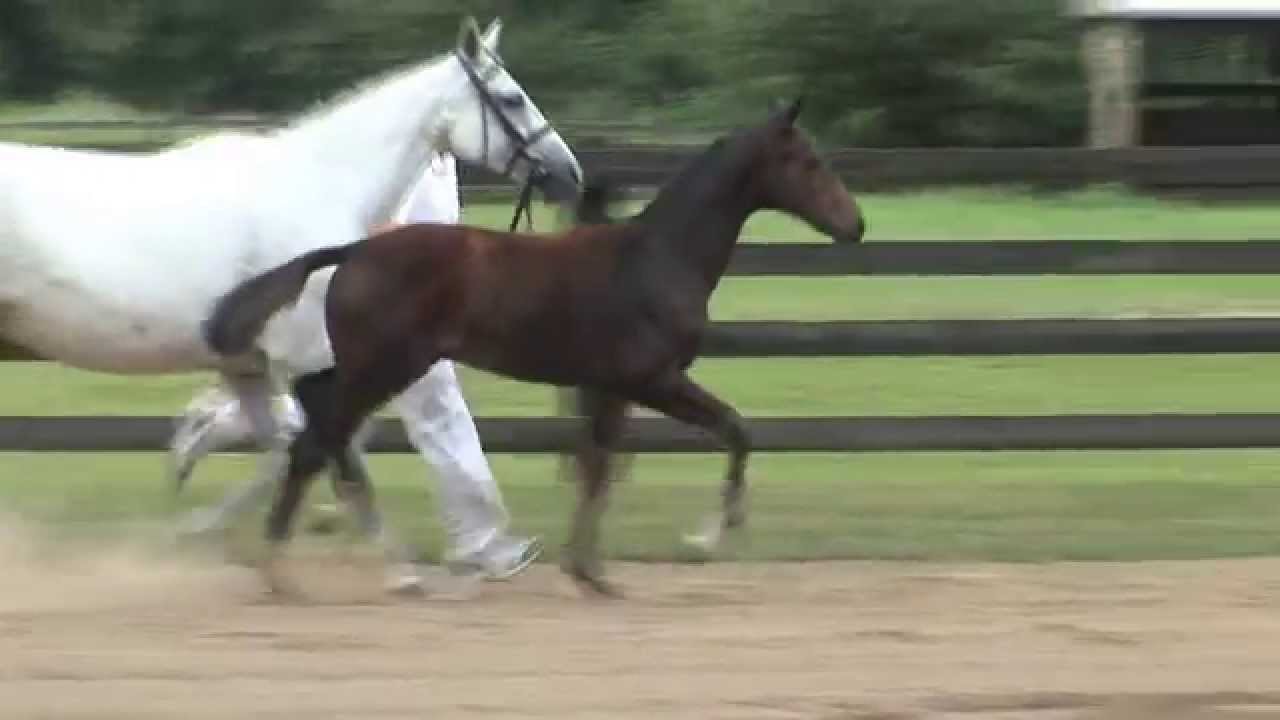 Rex by Rodioso - YouTube