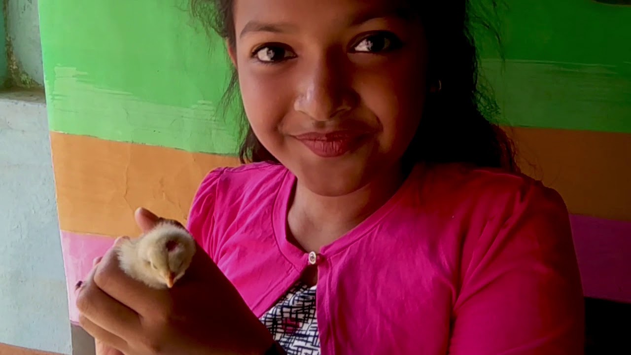 A cute little baby chicken loves to play with humans - YouTube