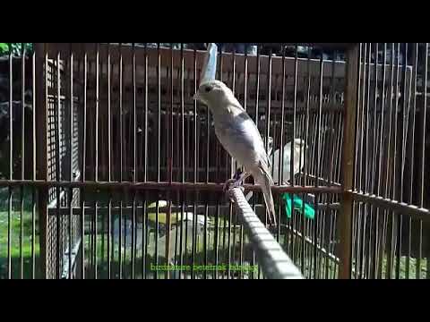 Kenari scotfancy indonesia masih baby-baby calon juara - YouTube