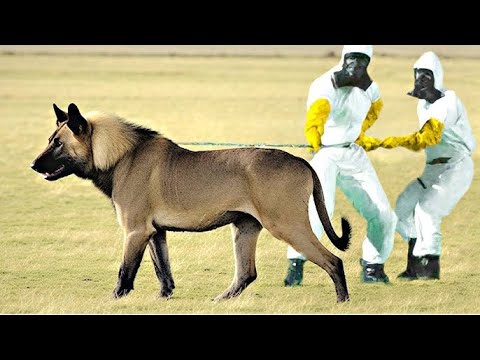 Bilim İnsanların Sonradan Ürettiği 10 Melez Hayvan!
