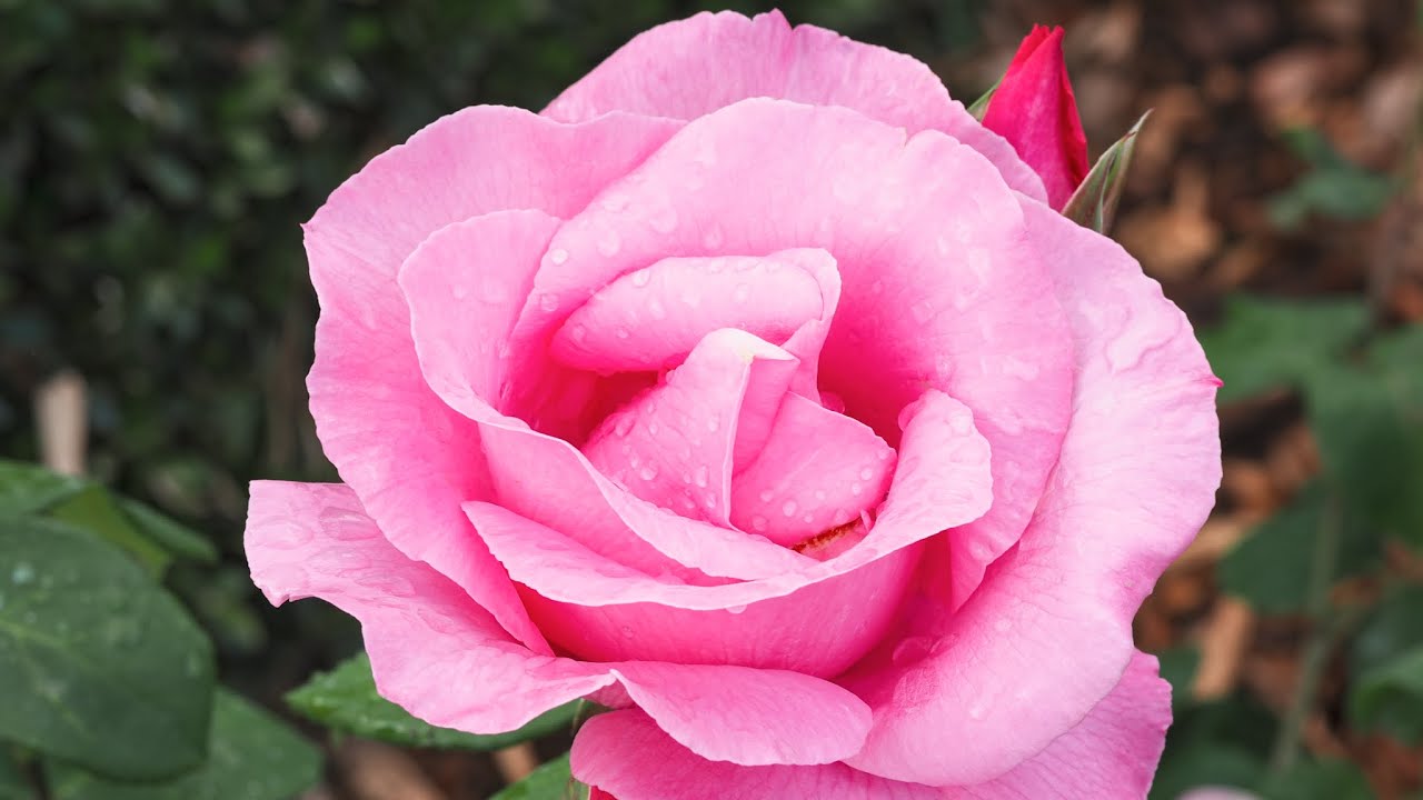 Matthias Meilland presents The McCartney Rose ® Meizeli - YouTube