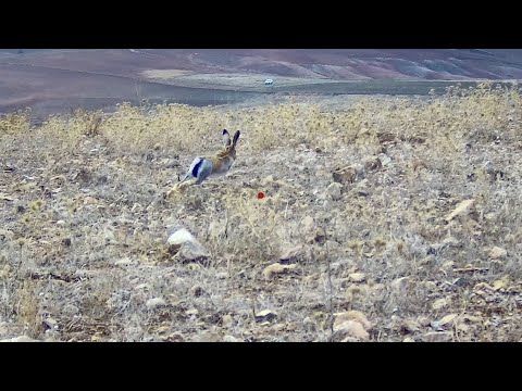 Aksiyon dolu keklik tavşan avı #chukarpartridge #patridge #harehunting #tavşanavı #hunting #avcılık