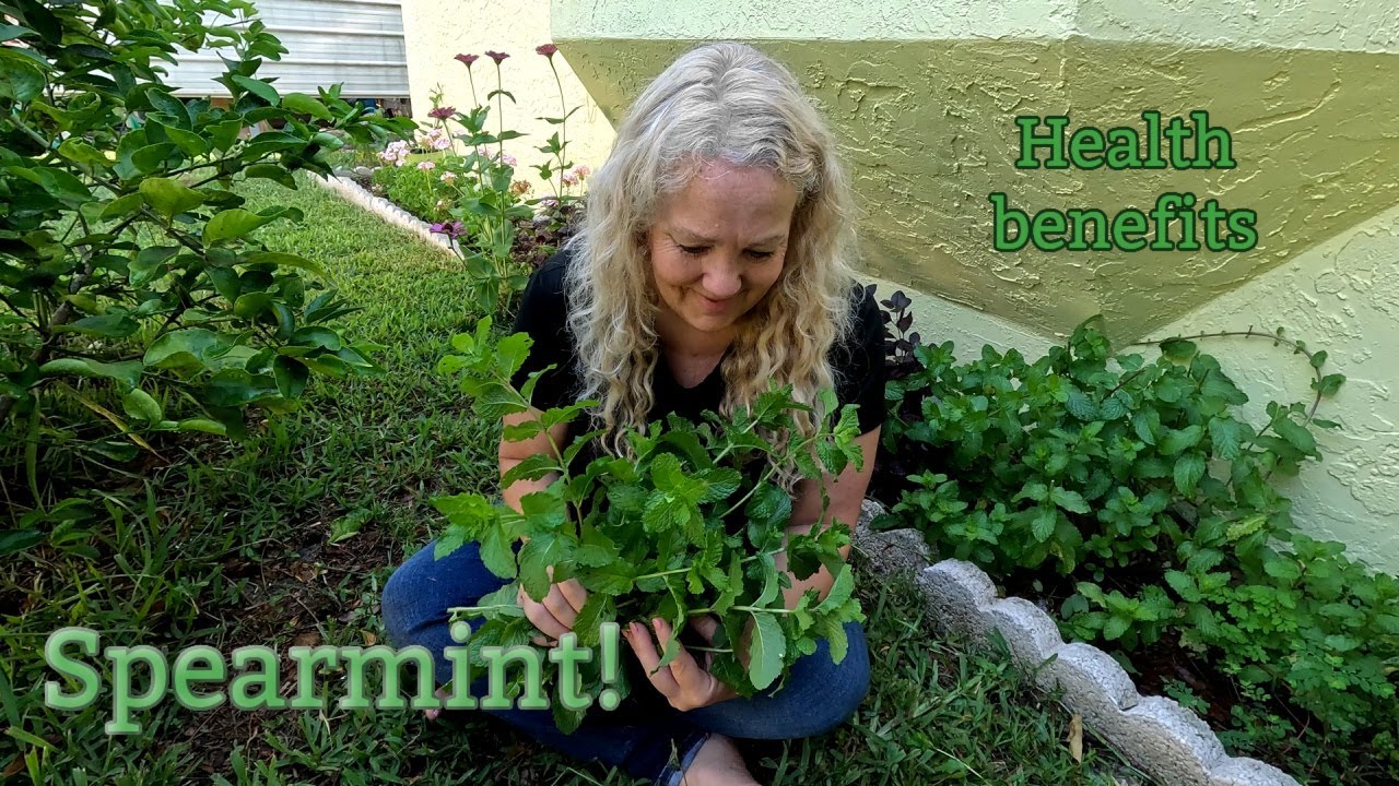 Spearmint -Plant & Medicinal properties | Southern Latitudes - YouTube