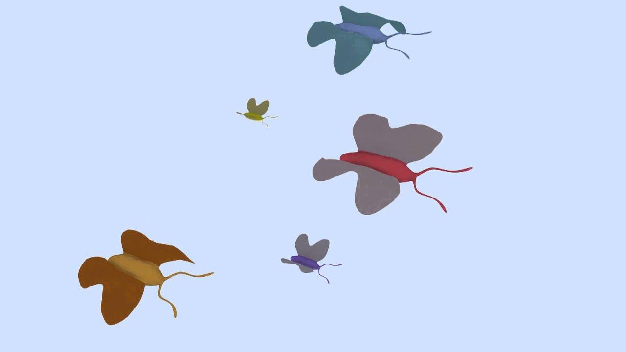 Butterfly_Test - YouTube