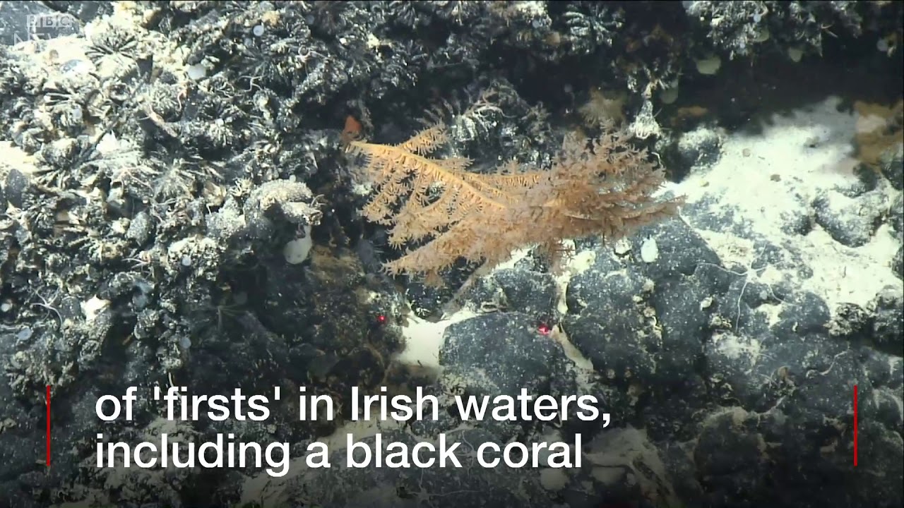 Rare coral found in Irish waters - YouTube