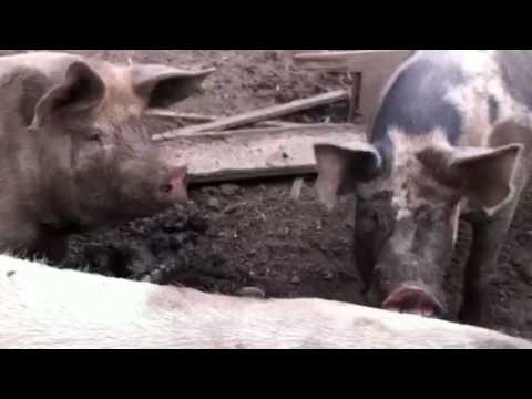 Snorting pigs - YouTube