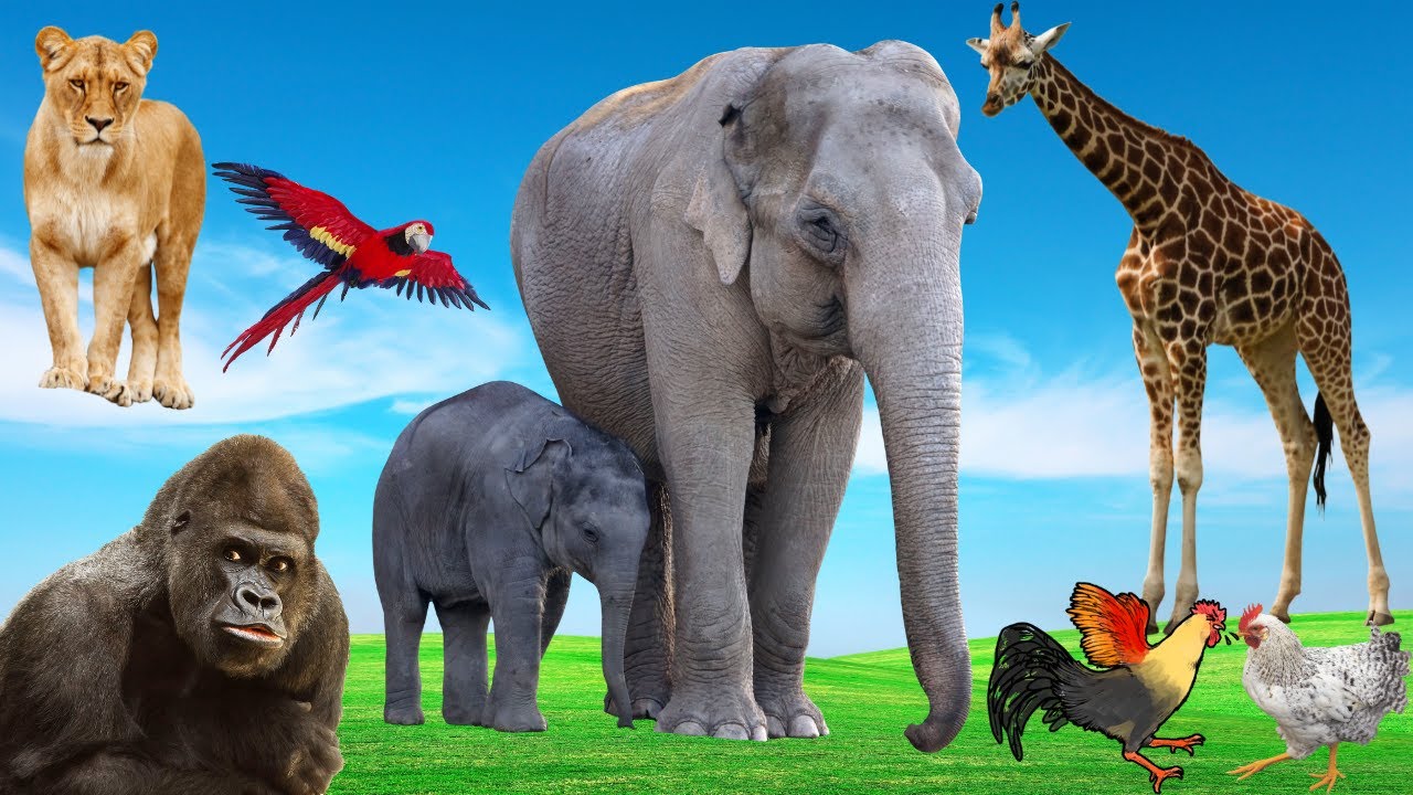 Cute animals for kids, animal sounds, giraffe, dolphins, parrot ...