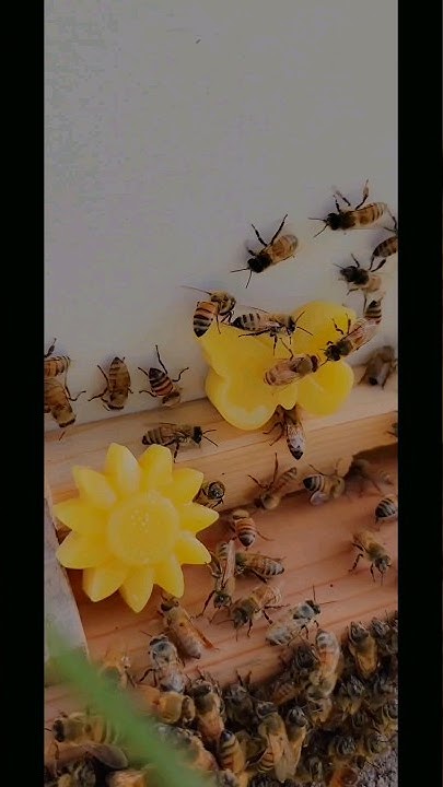 How to Render Beeswax From Honeycomb - YouTube