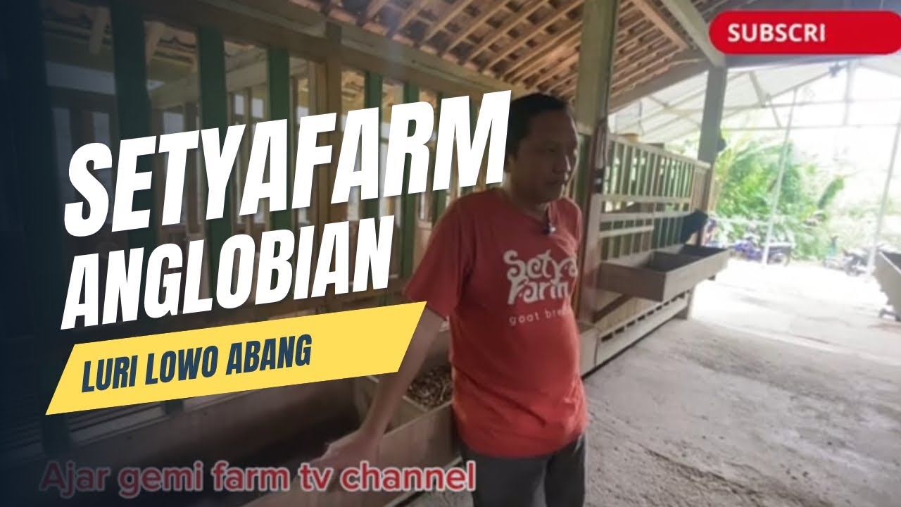 Dolan kadang pak bayu?? Materi lowo abang Setya fram - YouTube