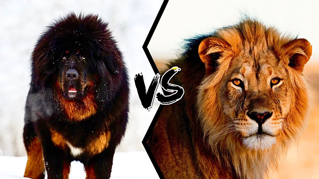 "Lion vs. Tibetan Mastiff: Ultimate Showdown – Who Would Win?" - YouTube