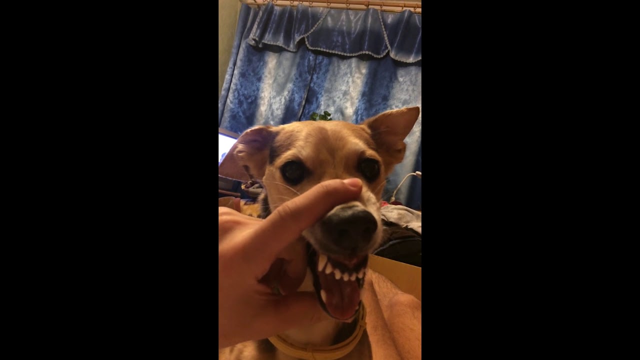 Lalala Dog - Remix [prod. Jacopo Nutz] - YouTube