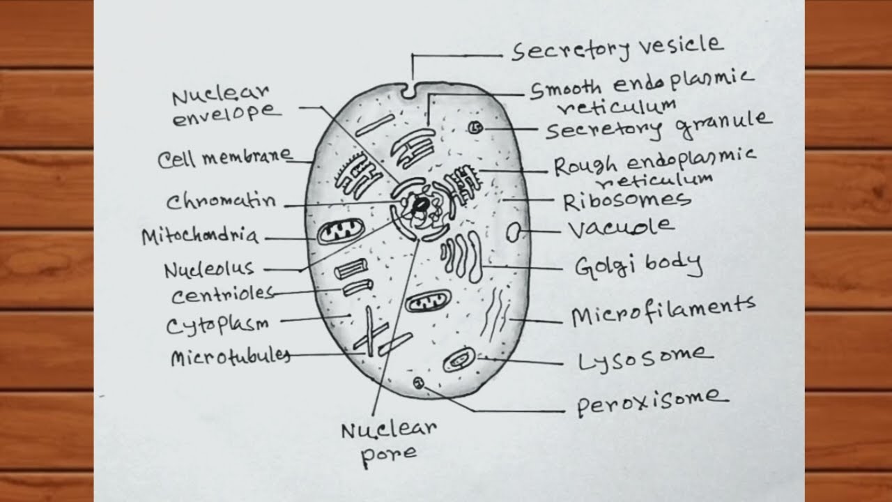 How to Draw Animal Cell Easy / Animal Cell Diagram Easy To Draw - YouTube