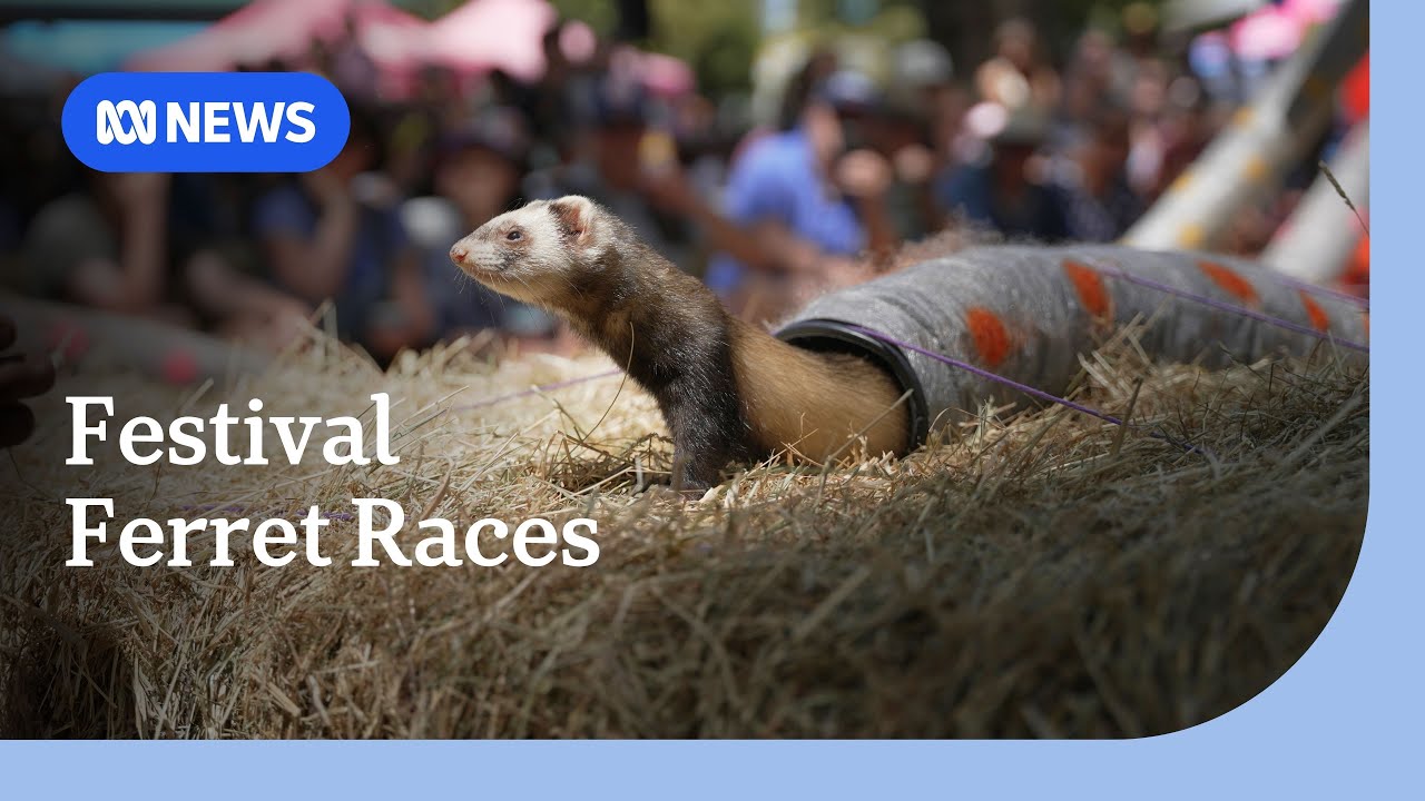 Ferret racing a hit at Tasmania's annual Henley on Mersey festival ...
