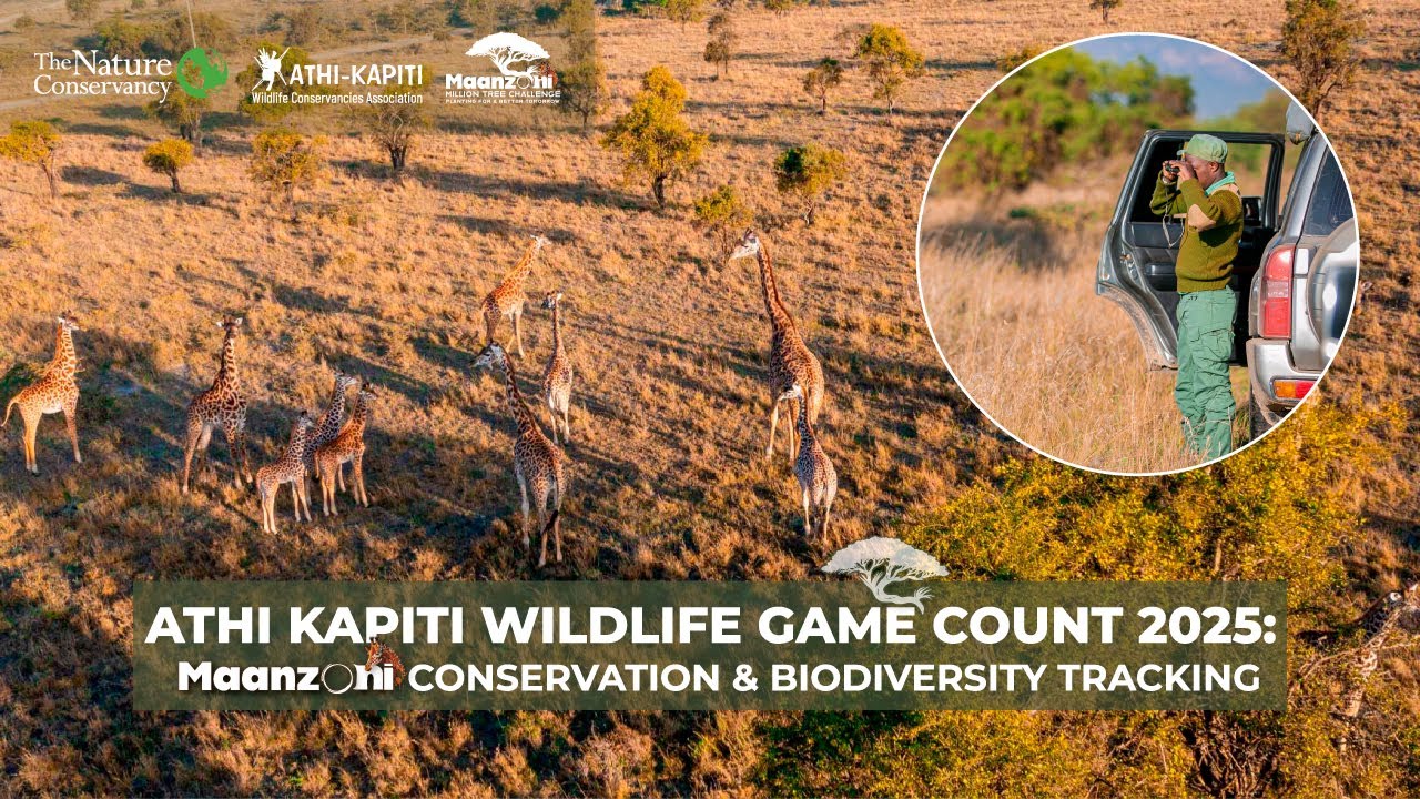 Why Counting Wildlife Populations is Crucial for Our Future - YouTube