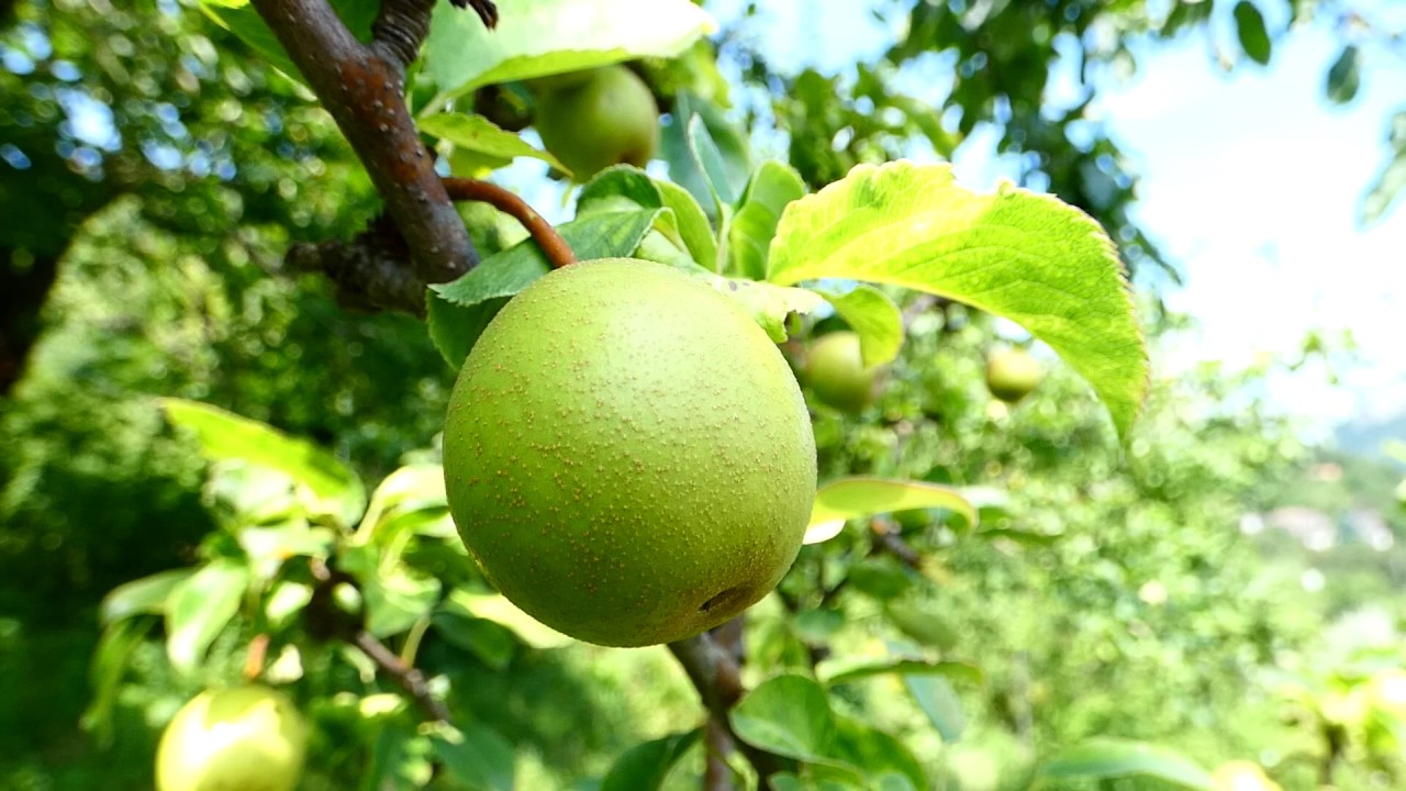 Benita Birne. Garten, garden, Housi, Nashi, Asian pear, Birne, pyrus ...