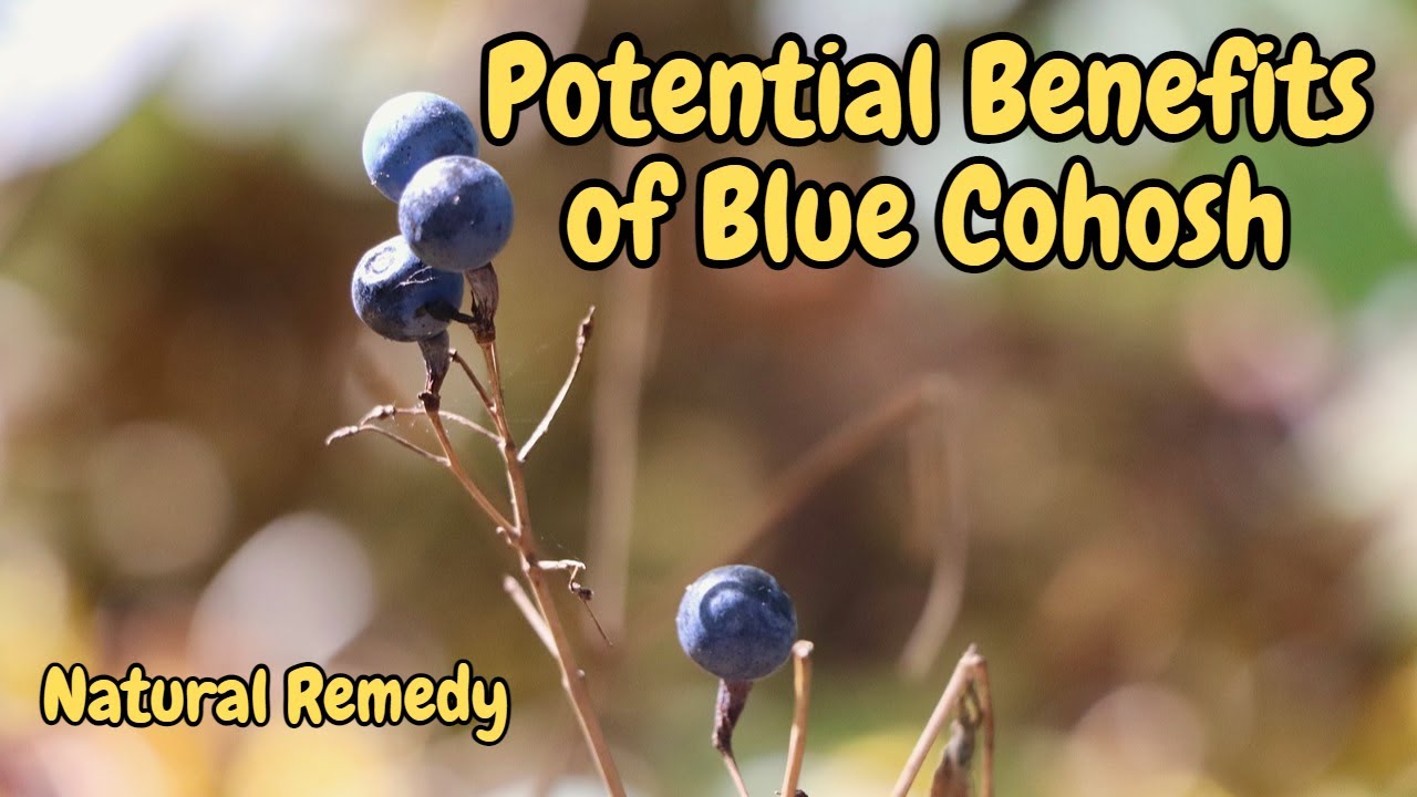 Blue Cohosh Benefits || What Is Blue Cohosh Root Used For? || benefits ...