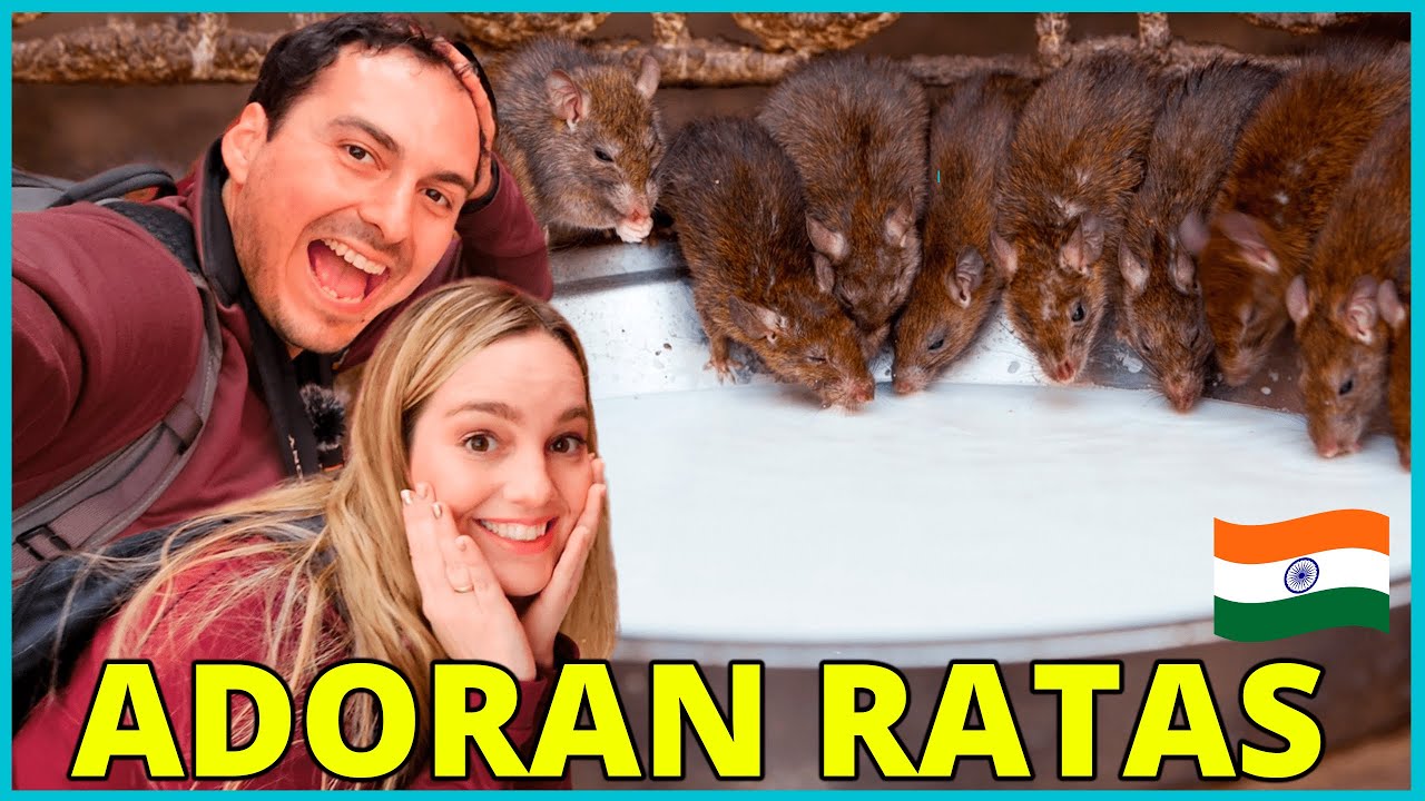 VISITAMOS el INSÓLITO TEMPLO DE LAS RATAS en INDIA 😱 AQUÍ LAS RATAS SON ...