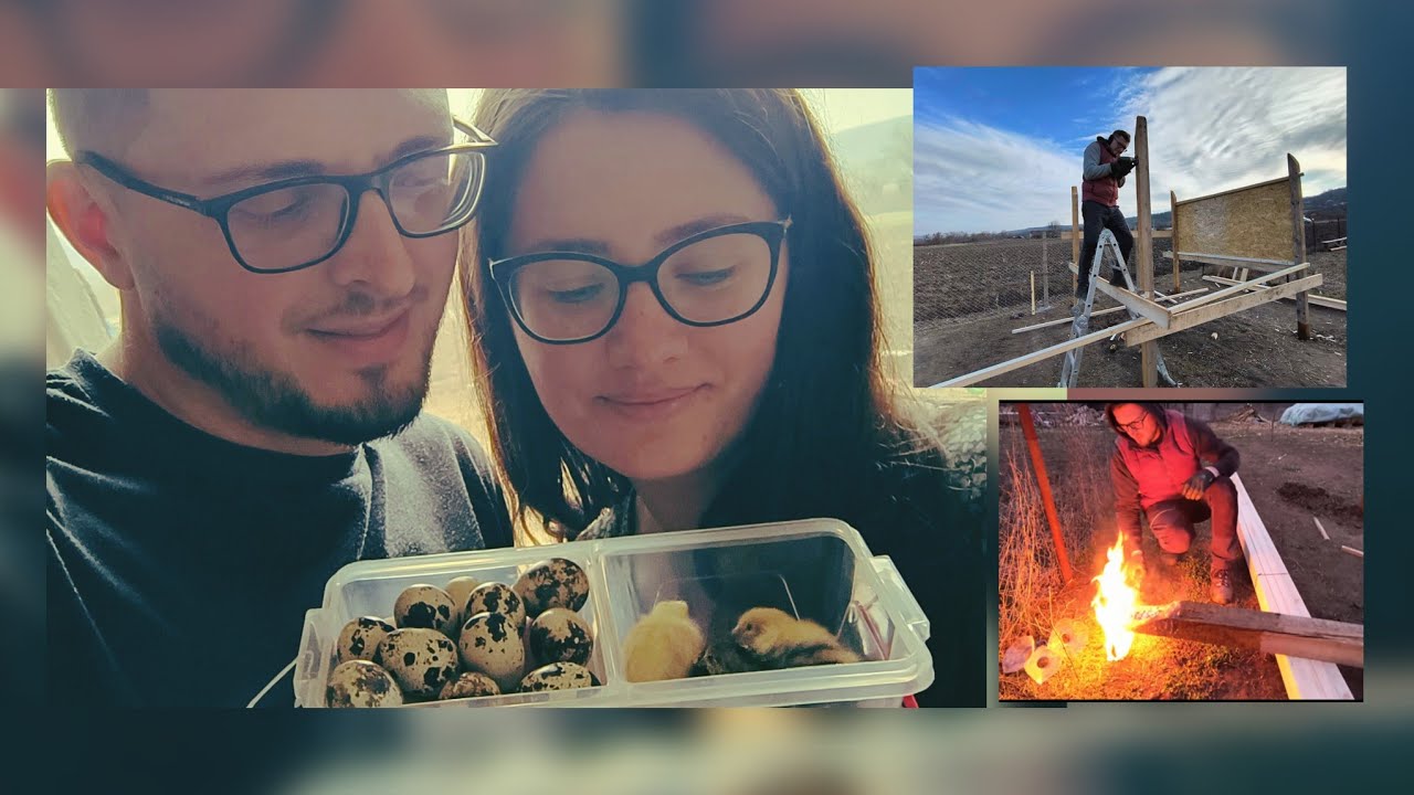 Evoluție prepelițe/pregătim stâlpii la poiata suspendată - YouTube