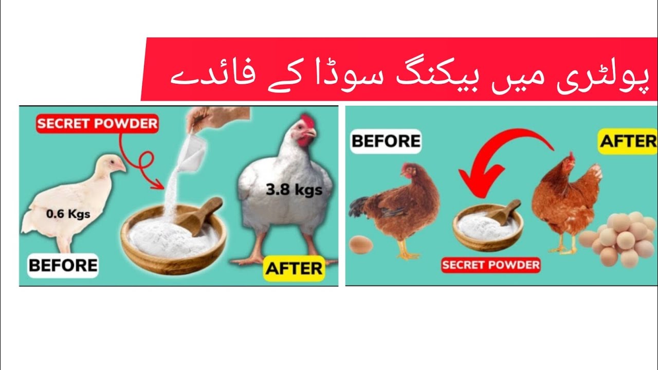 || how to use baking soda for chickens || #poultry - YouTube