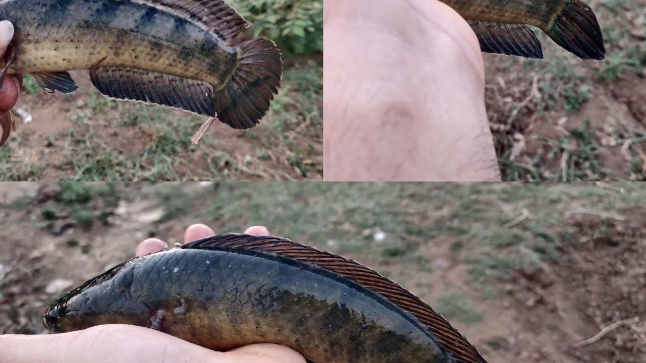 Daku fish hunting river #fishing #fish #hunting #jk #video #trending # ...