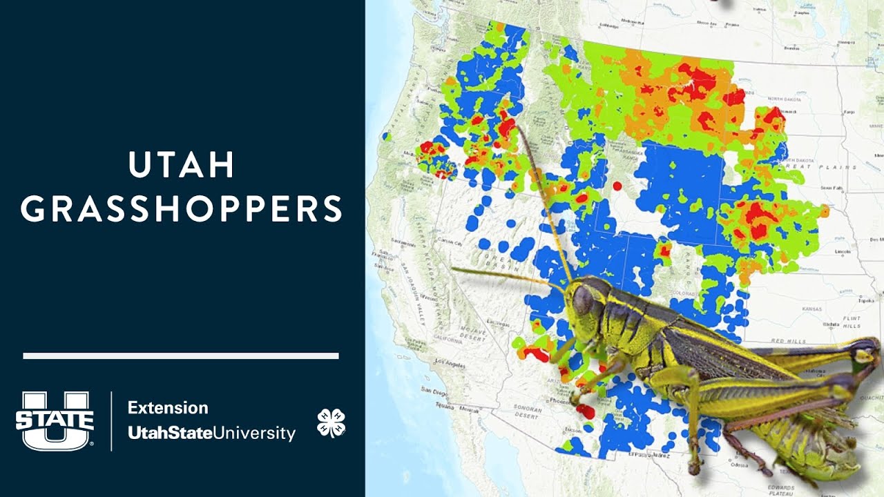 Utah Grasshoppers - YouTube