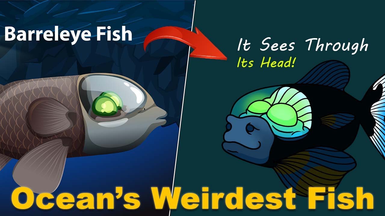 Barreleye Fish: The Deep Sea Creature with a Transparent Head ...