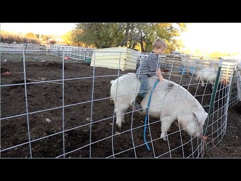 Riding a PIG! A Grand Kid Adventure!