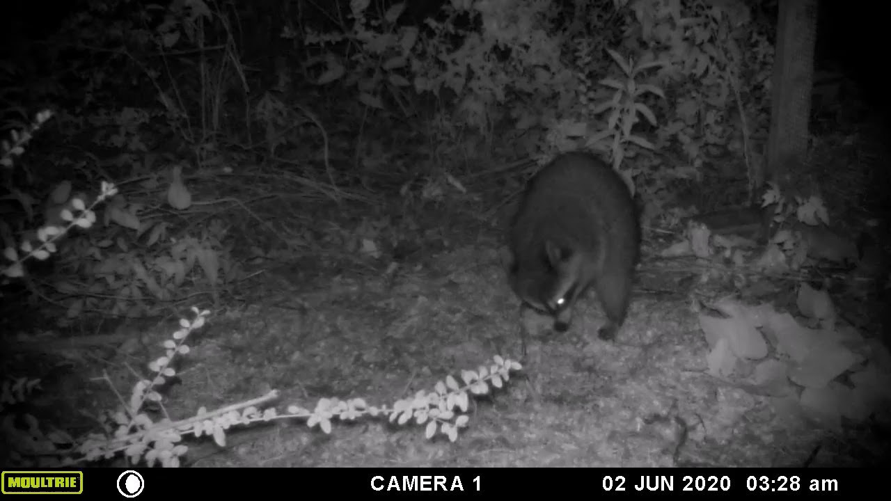 Trail cam - Creatures of the Night - YouTube