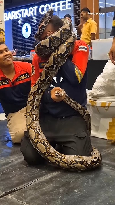 How to escape python attack 🐍 - YouTube